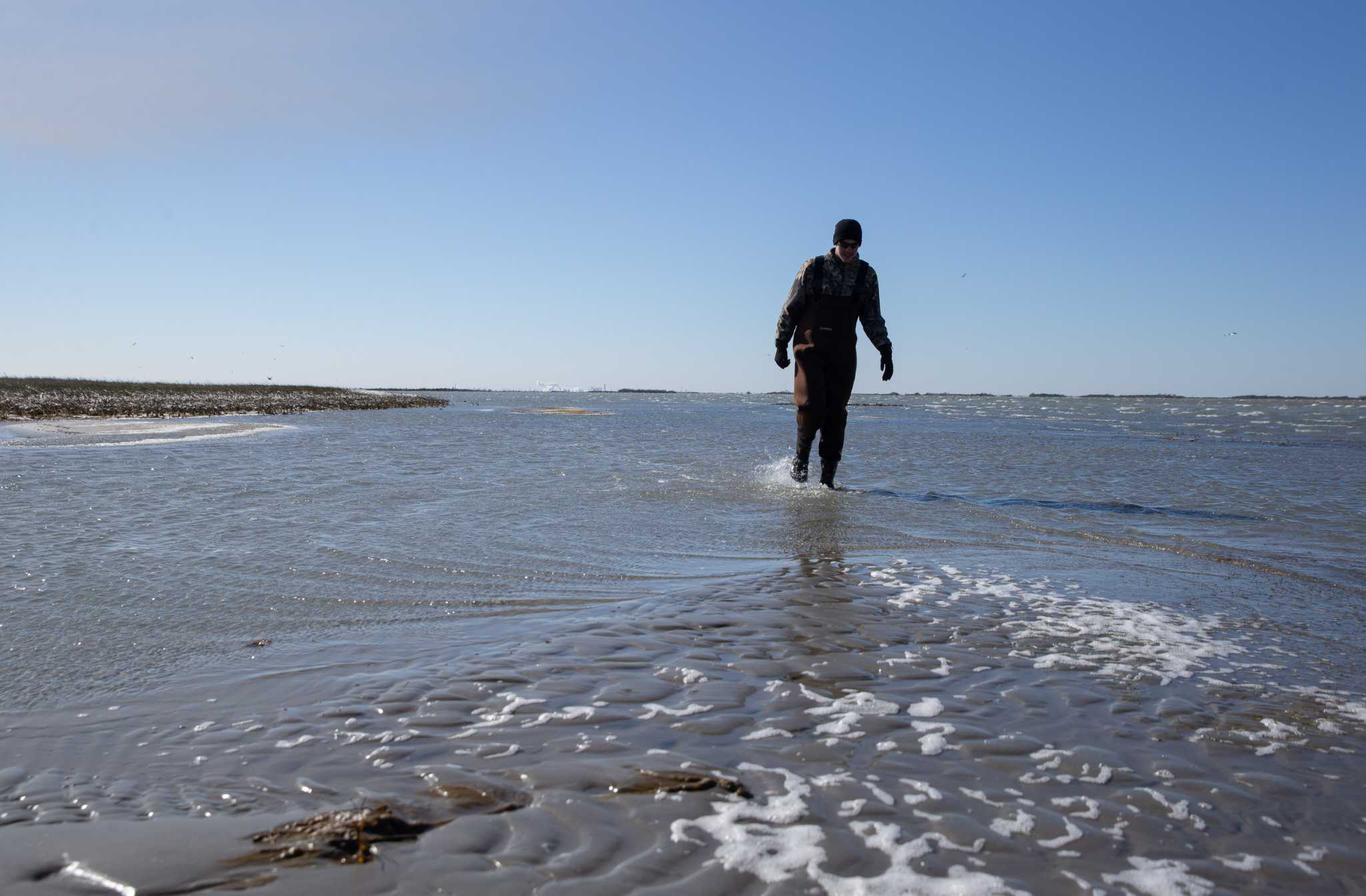 Volunteers search for cold-stunned sea turtles amid freeze