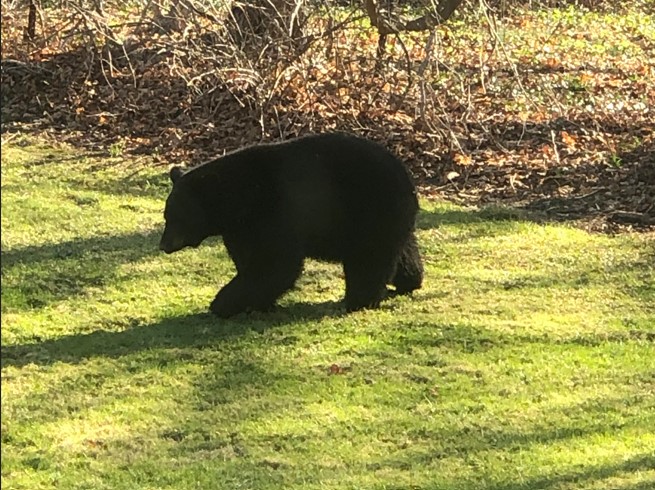 Black bear hungry for food seen roaming around Woodbridge