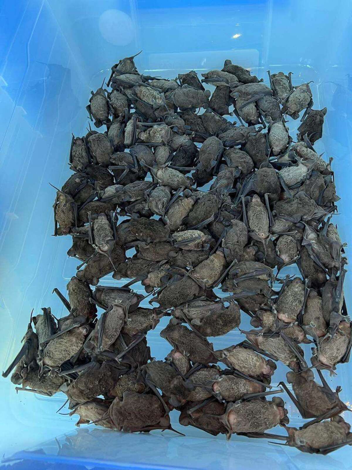 How animals at the Houston zoo and in the wild are surviving the freeze.