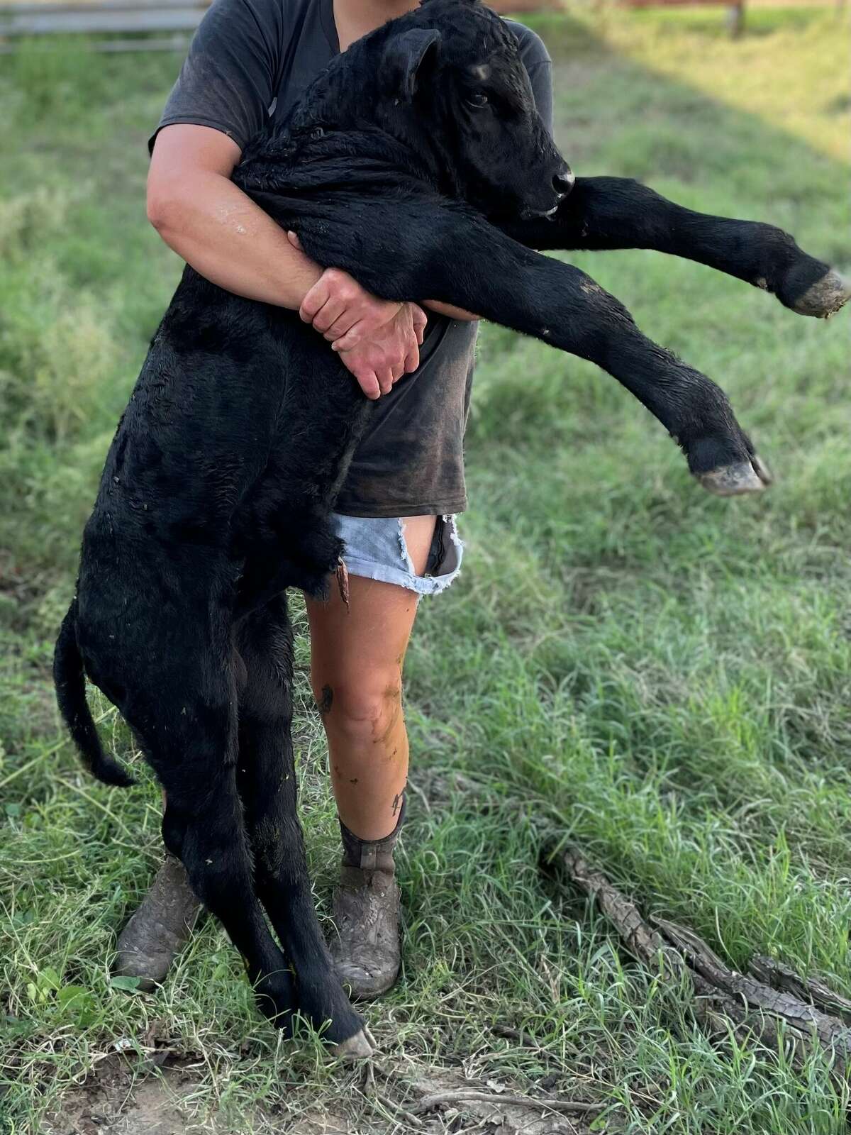 Triplet calves thriving after rare birth