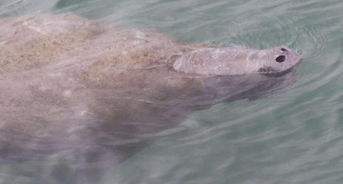 VIDEO: Cold weather in Florida brings opportunity to see dozens of ...