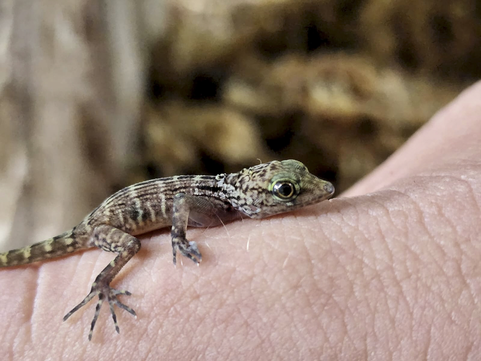 San Antonio Zoo breeds endangered psychedelic rock gecko