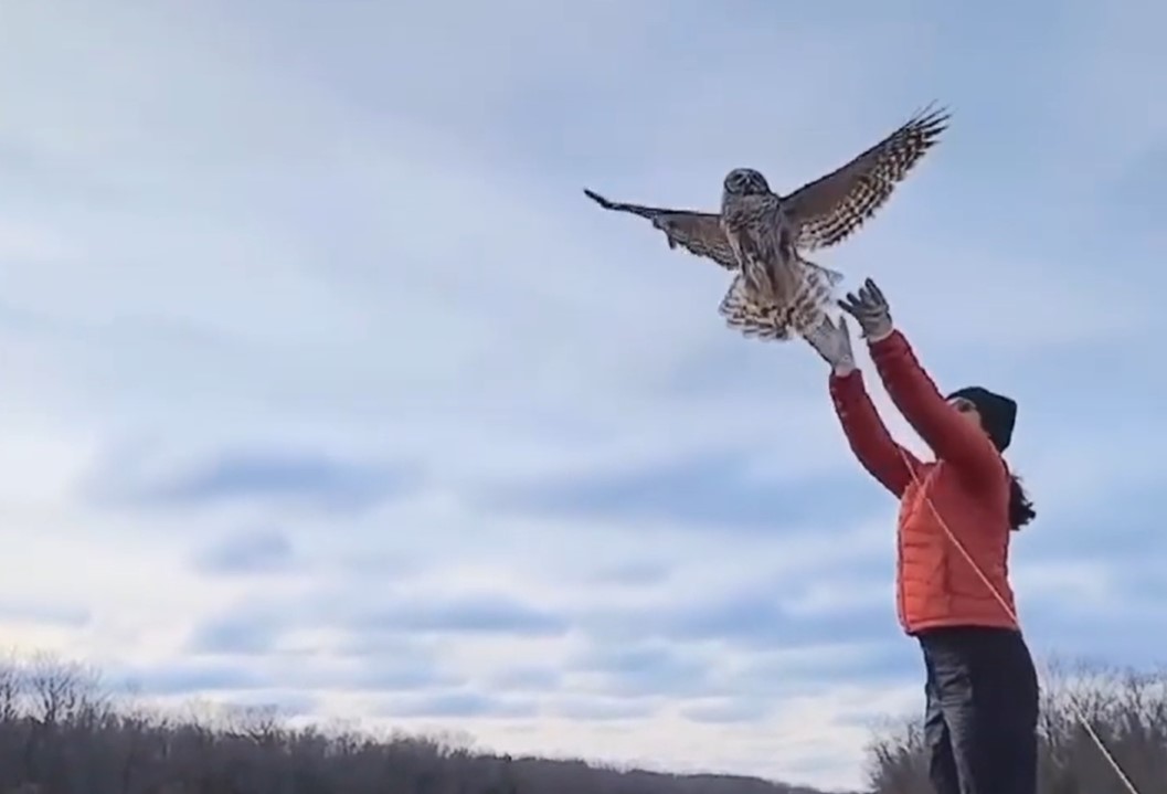 Stinkerton 'ready for release' says Raptor Sanctuary