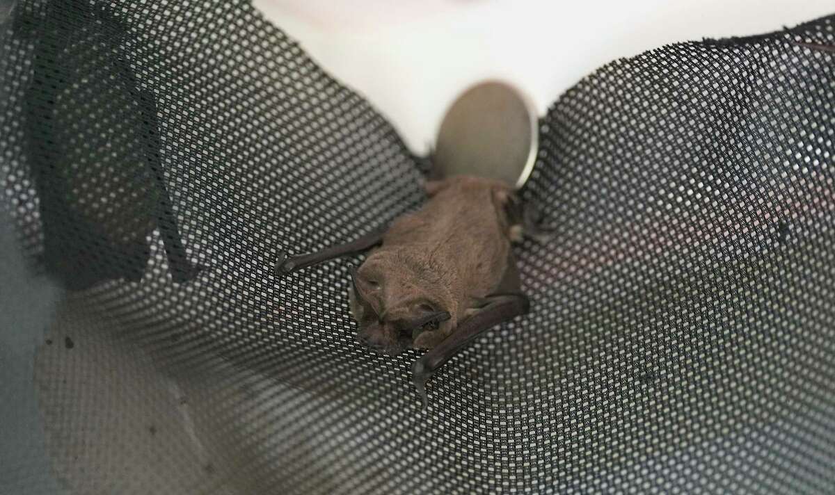 Recuperated Waugh Bridge bats to be released Wednesday