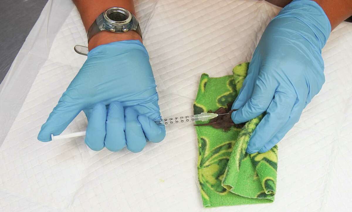 Houston's (now unfrozen) Waugh Bridge bats released back into the wild