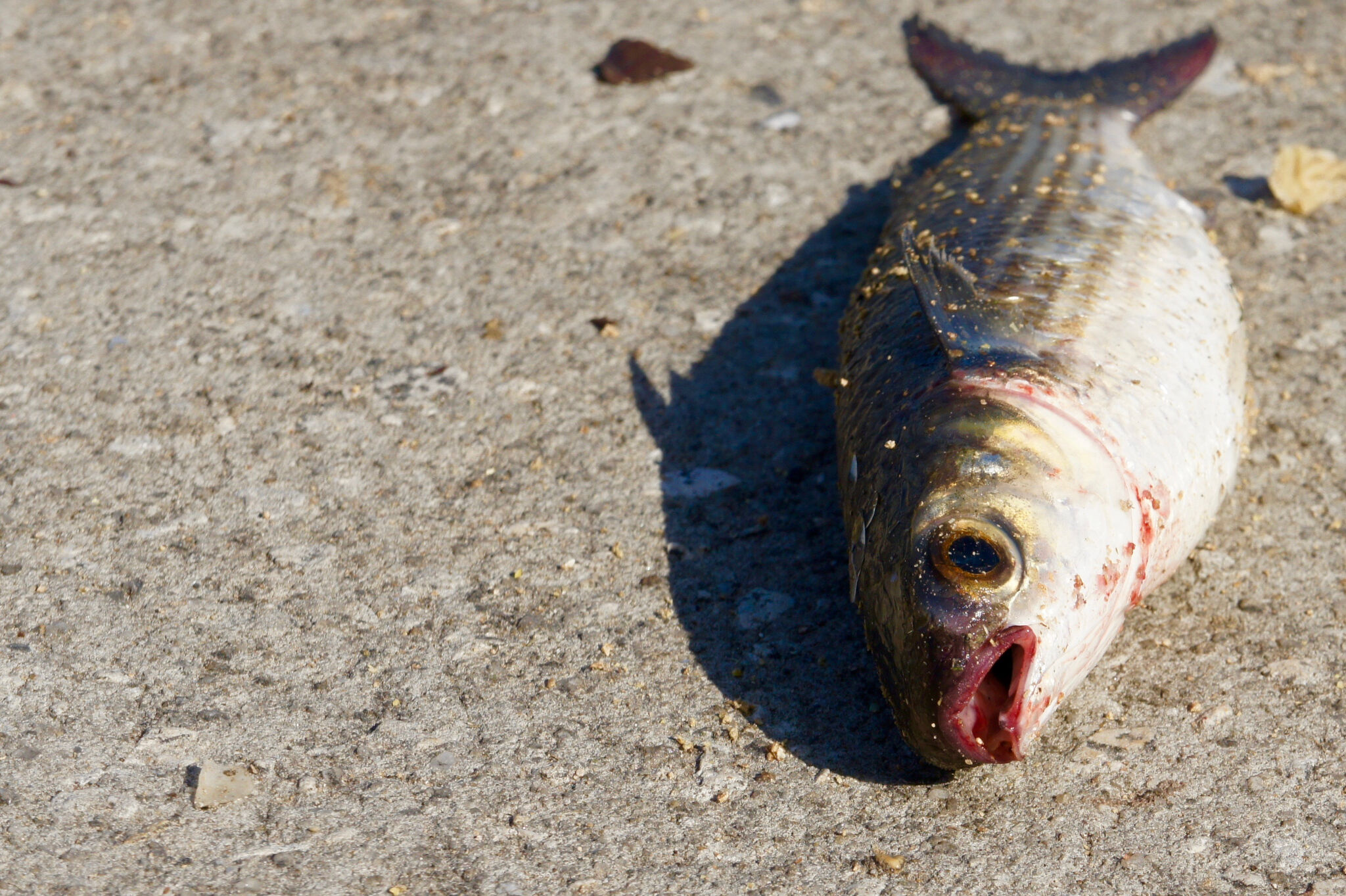 1 year ago today fish rained from the sky in this Texas town