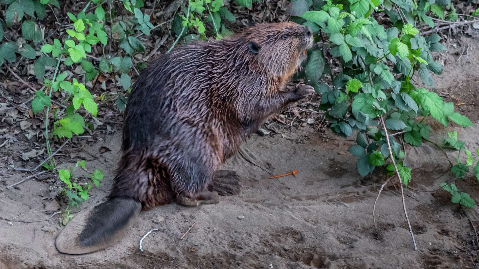 Beavers are making a comeback in the San Francisco Bay Area