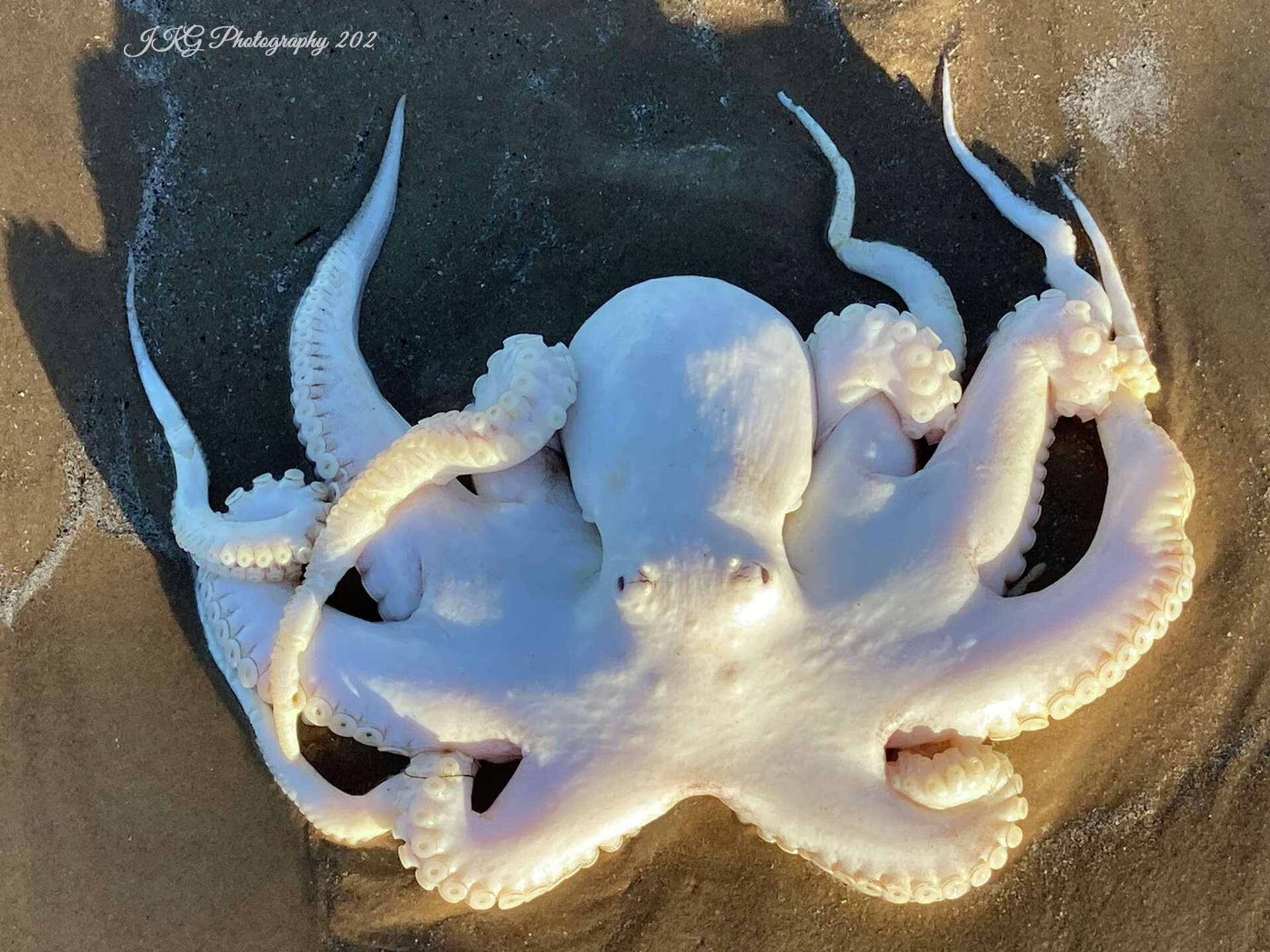 Beachgoer finds dead octopus along the Texas coast