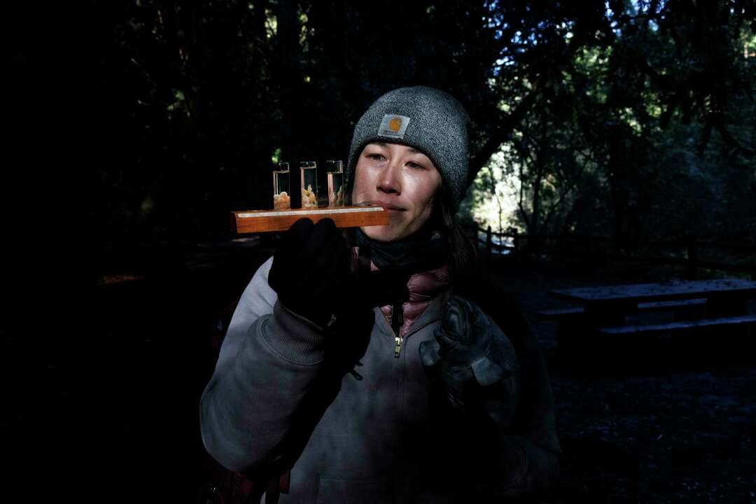 California salmon season: Where to find native coho in Bay Area