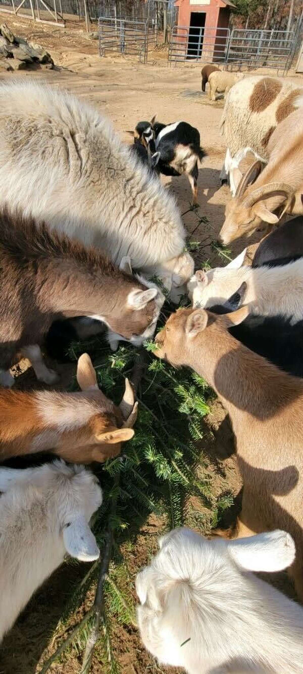 CT farms use Christmas tree donations to feed goats, pigs, llamas