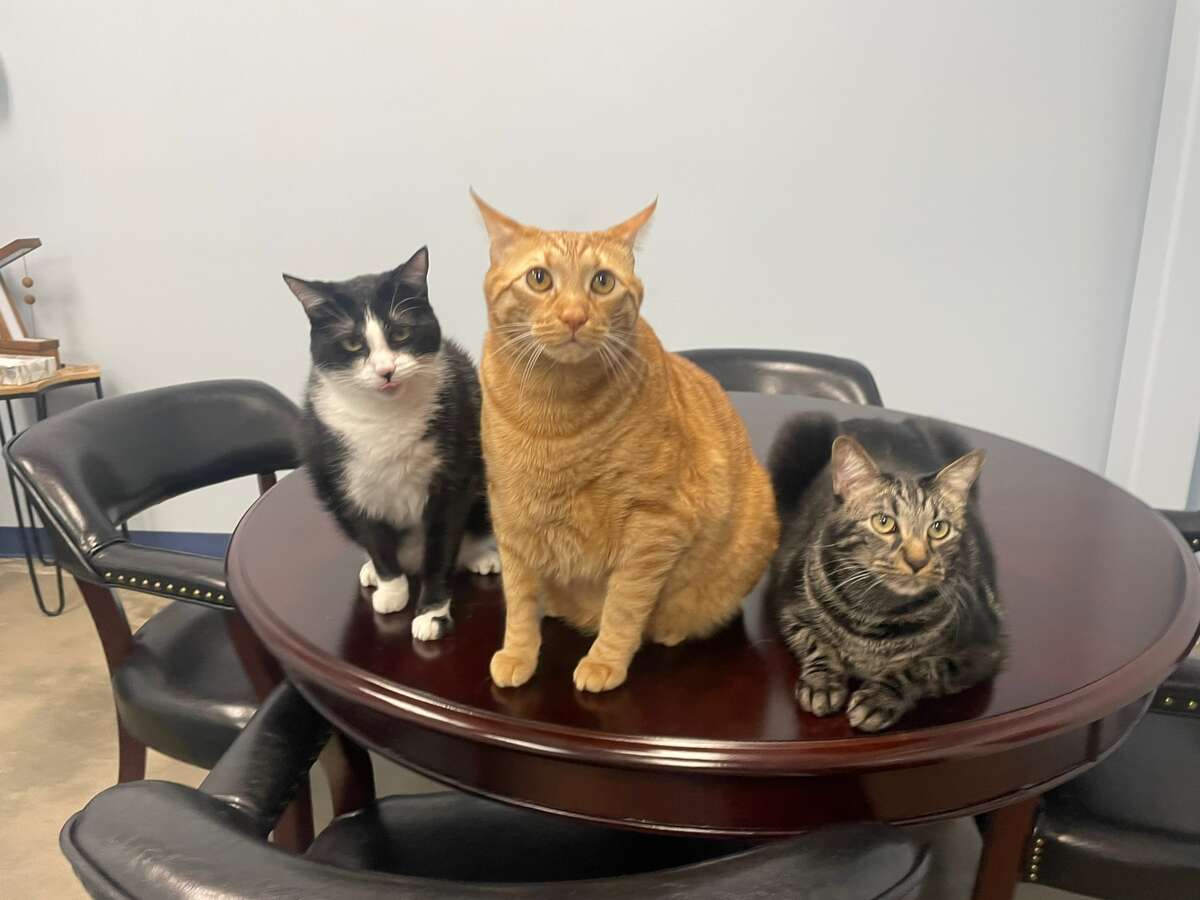 PILLAR's therapy cats serve valuable role to Laredo community