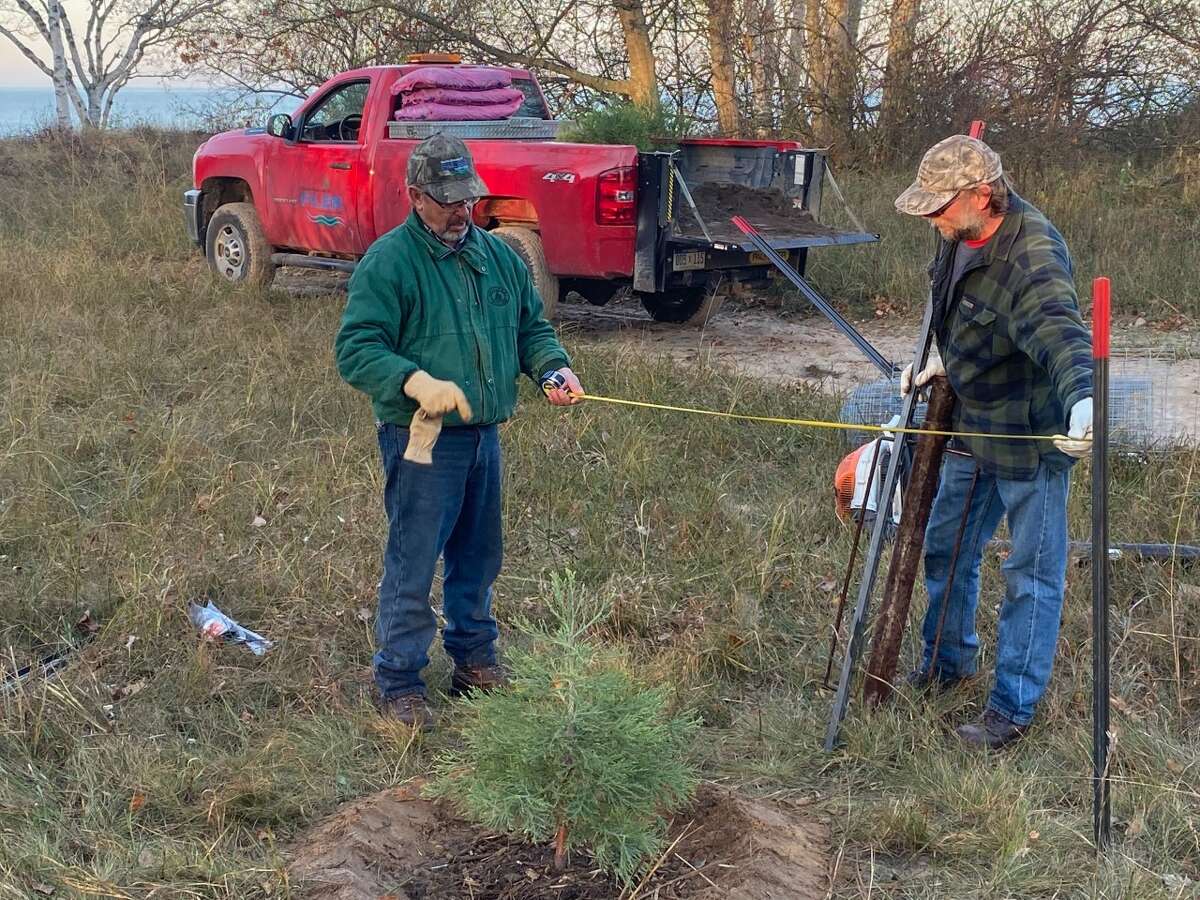 5 New sequoias could grow over 200 feet tall in Manistee County