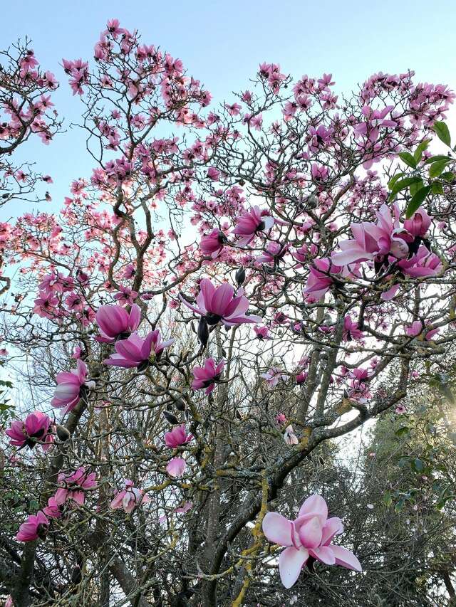 S.F. magnolias are in brief peak bloom. Here’s how to see them