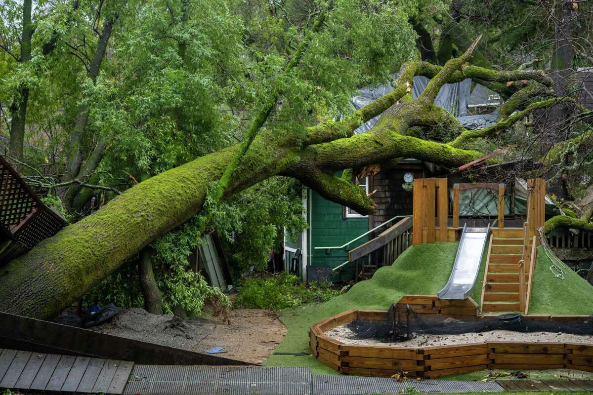 California storm: Oak tree crushes beloved San Anselmo preschool