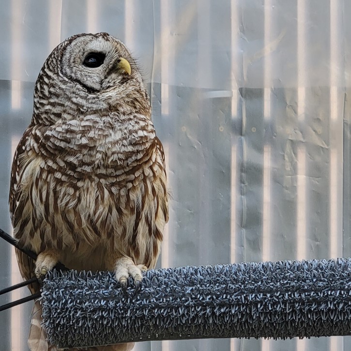 Owl's freedom flight set for Friday in Manistee County