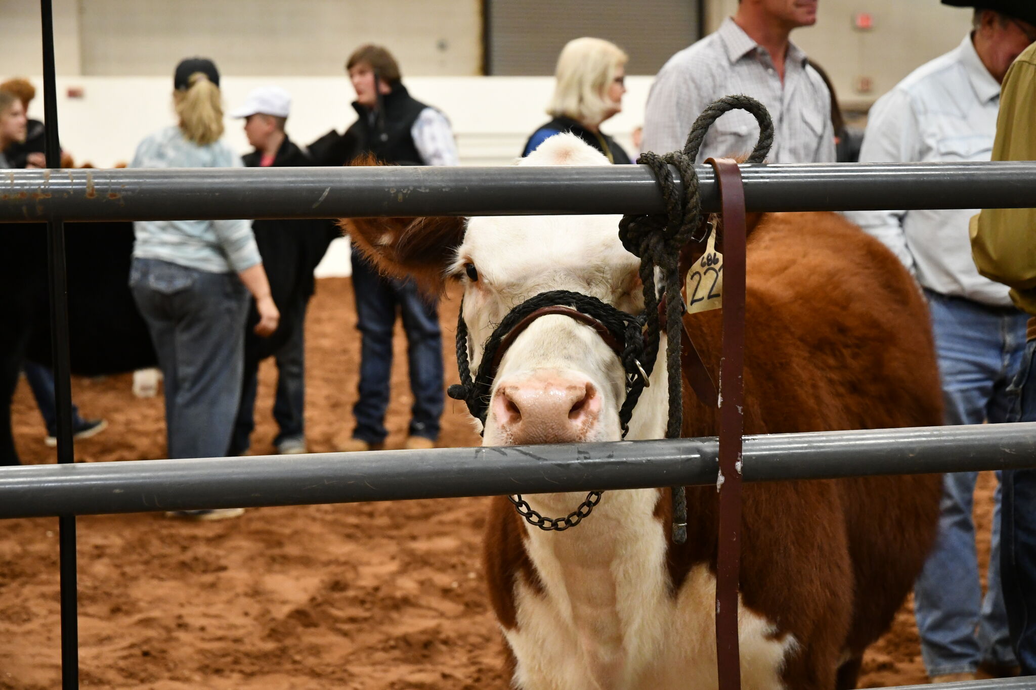 4 reasons to go to the Midland County Livestock Show Saturday