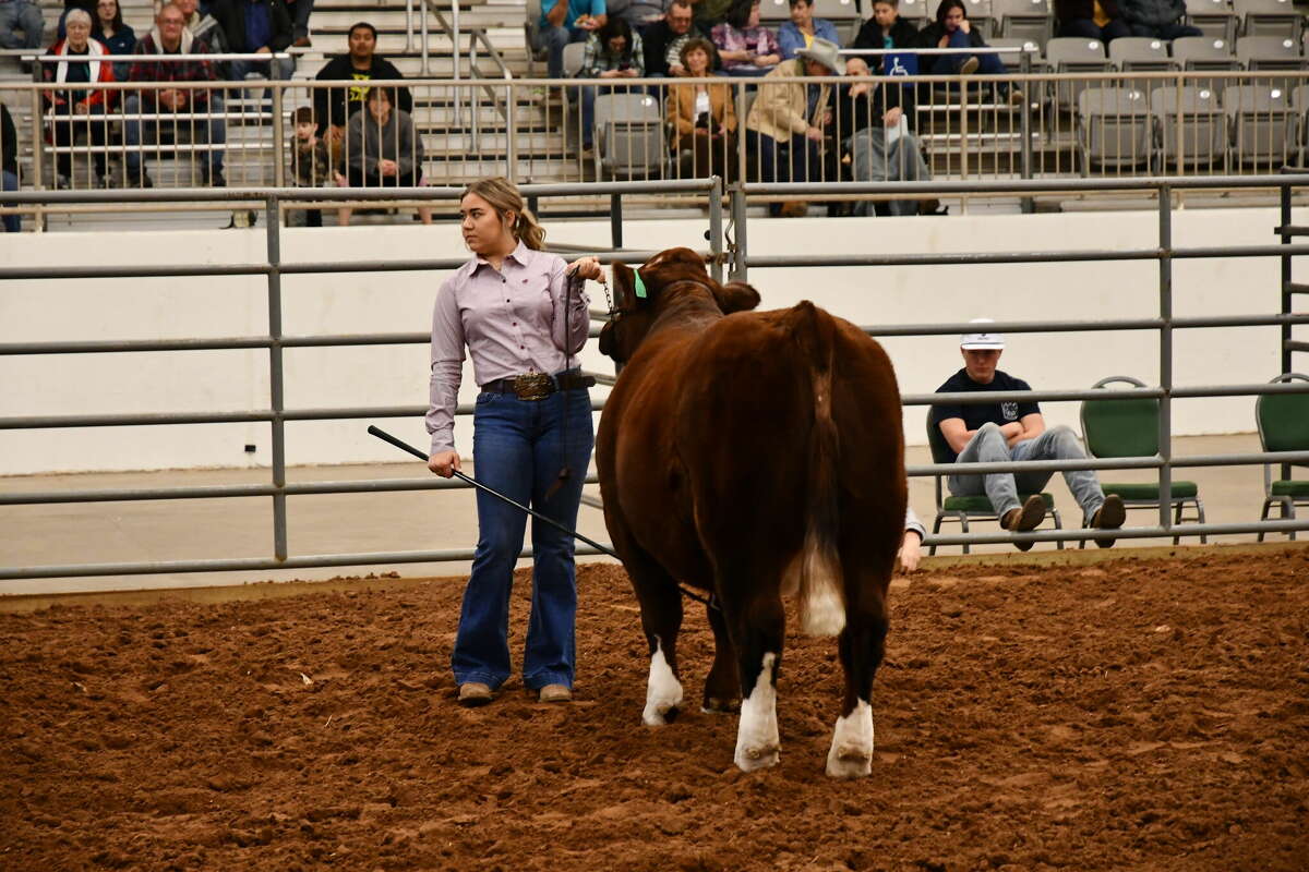 Midland Moments: Students show their heifers at the Midland County ...