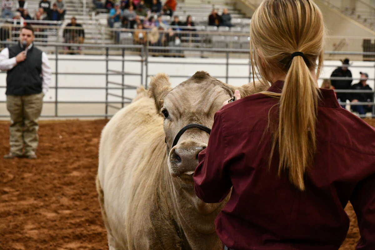 Midland Moments: Students show their heifers at the Midland County ...