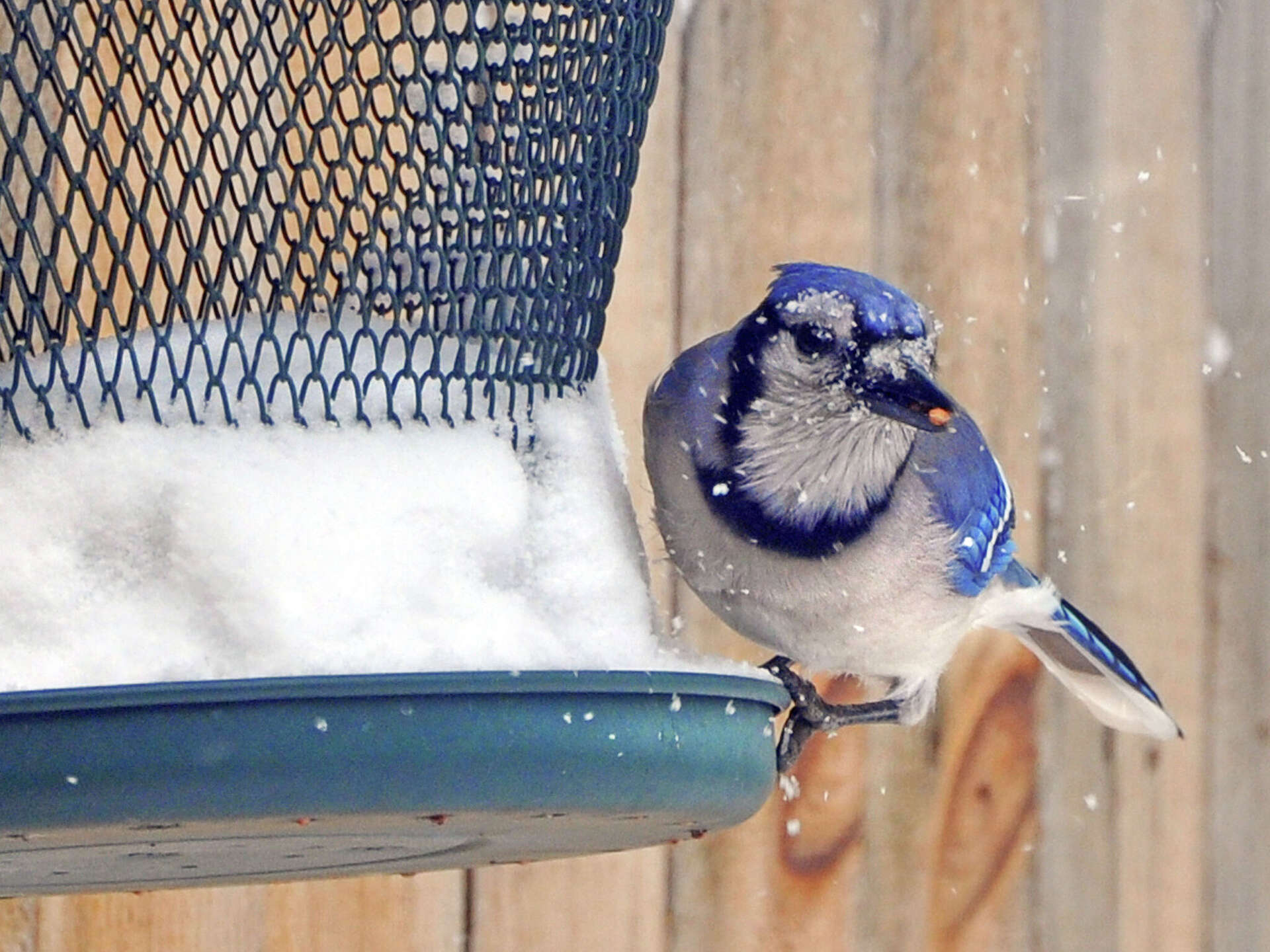 Bird feeding tips — best bird food for Michigan winters