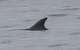 Bottlenose dolphins have migrated to the Bay Area for the first time ...