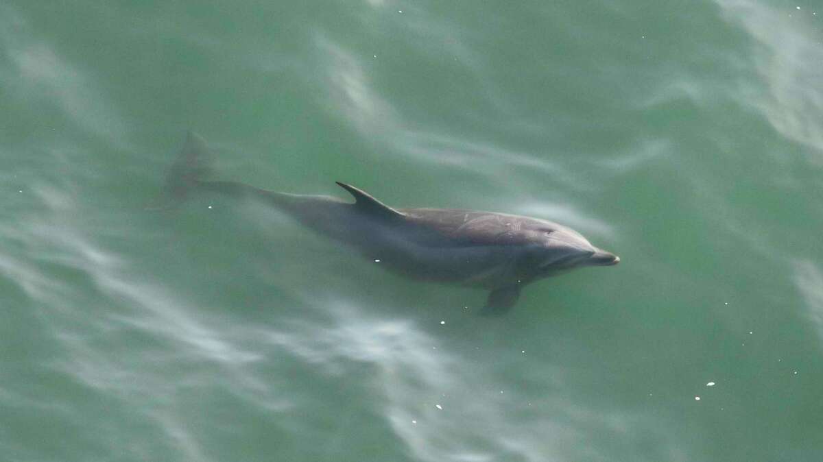 Bottlenose dolphins have migrated to the Bay Area for the first time ...