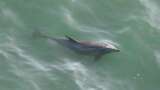 Bottlenose dolphins have migrated to the Bay Area for the first time ...