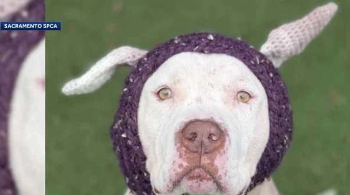 Injured dog named Willy Wonka quickly adopted after vet tech crocheted ...