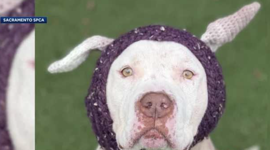 Injured dog named Willy Wonka quickly adopted after vet tech crocheted ...