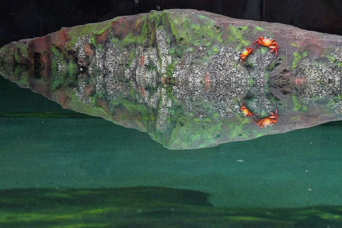 Houston Zoo sets opening date for 'Galápagos Islands' exhibit