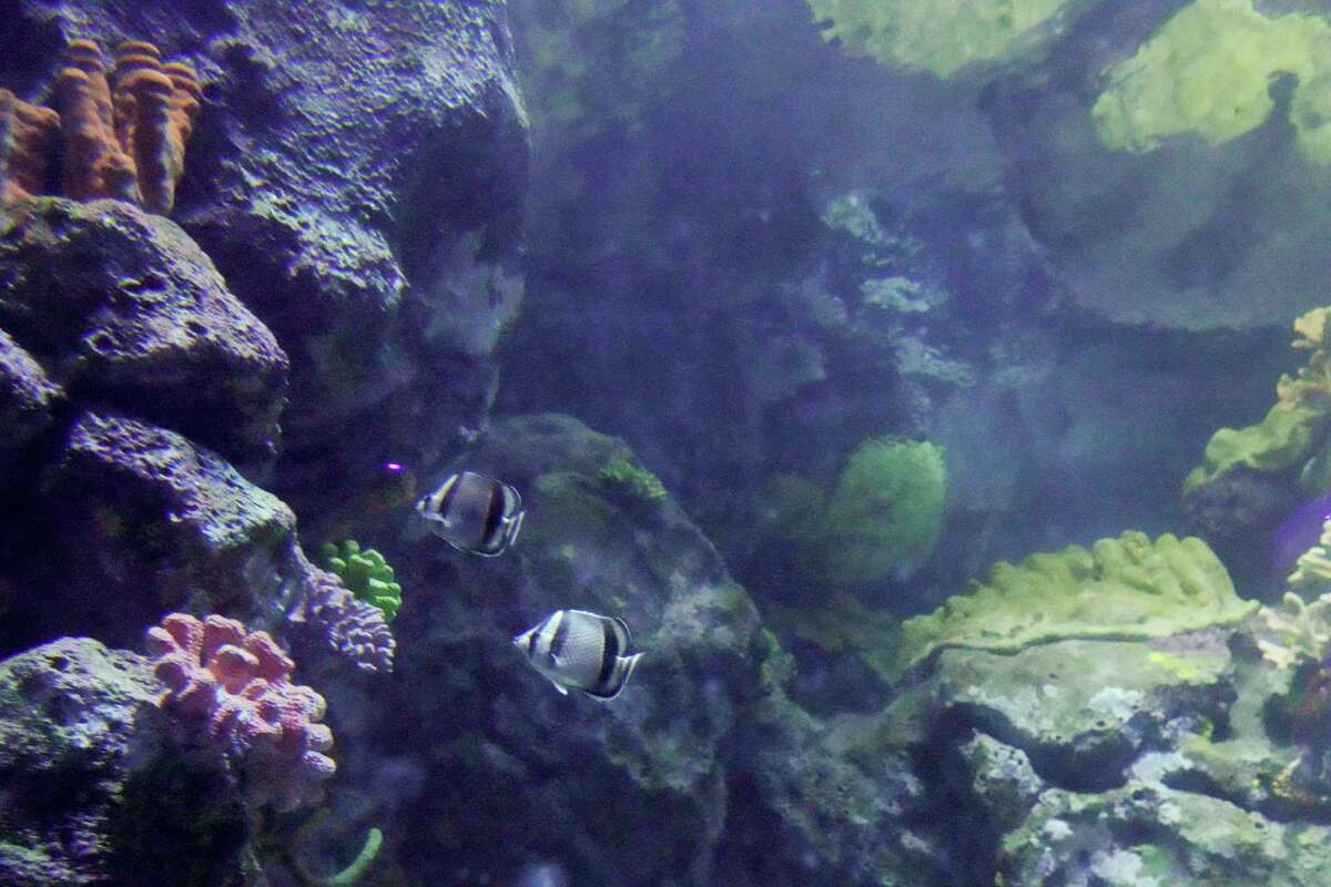 Houston Zoo sets opening date for 'Galápagos Islands' exhibit