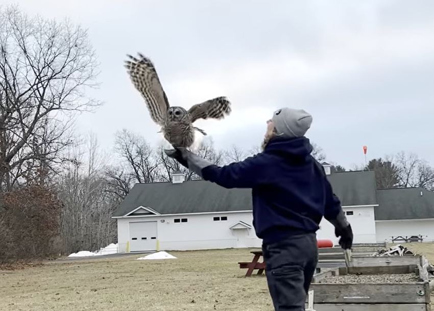 'Stinkerton' owl released back into the wild in Manistee