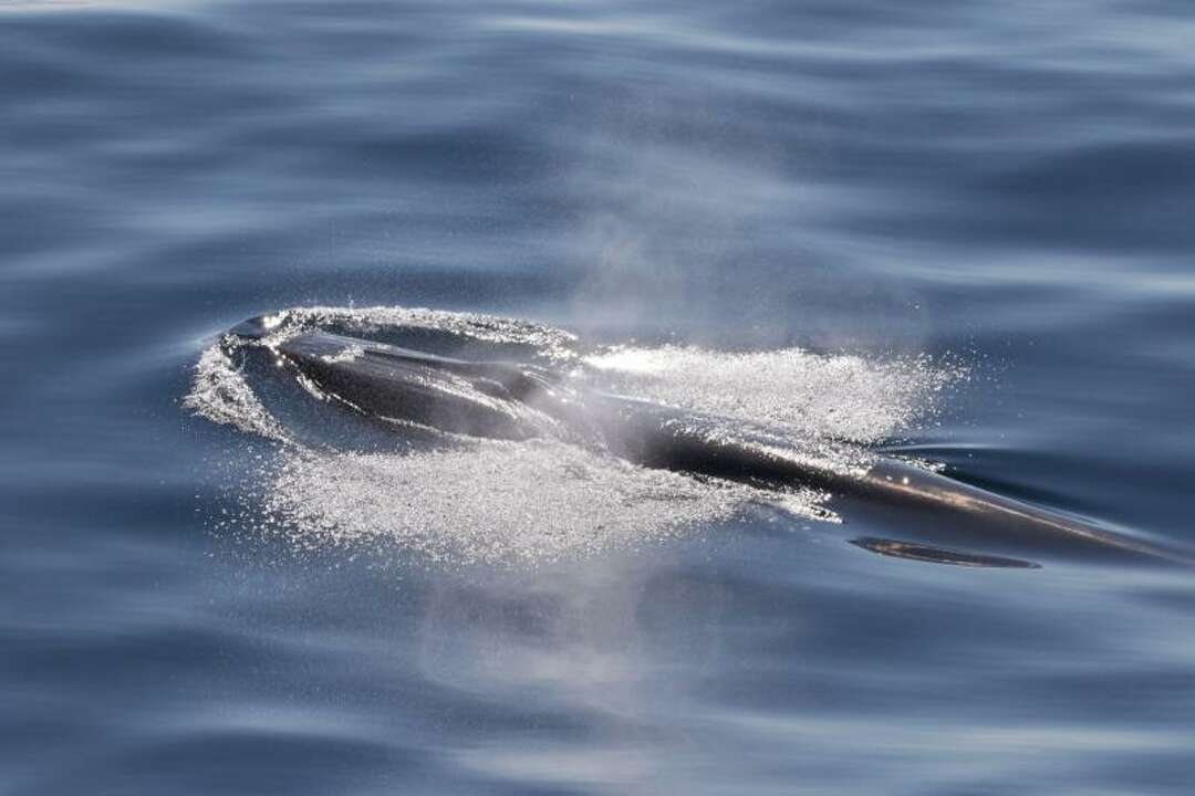 Rare endangered whale species spotted near Corpus Christi