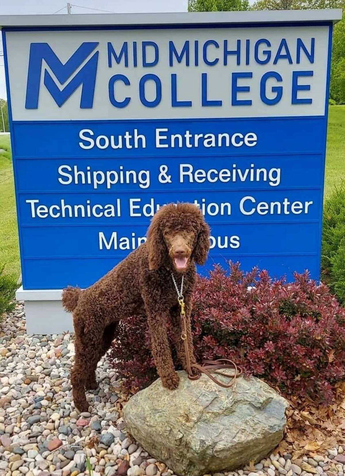 Michele’s Dog Training helps canines master basic training