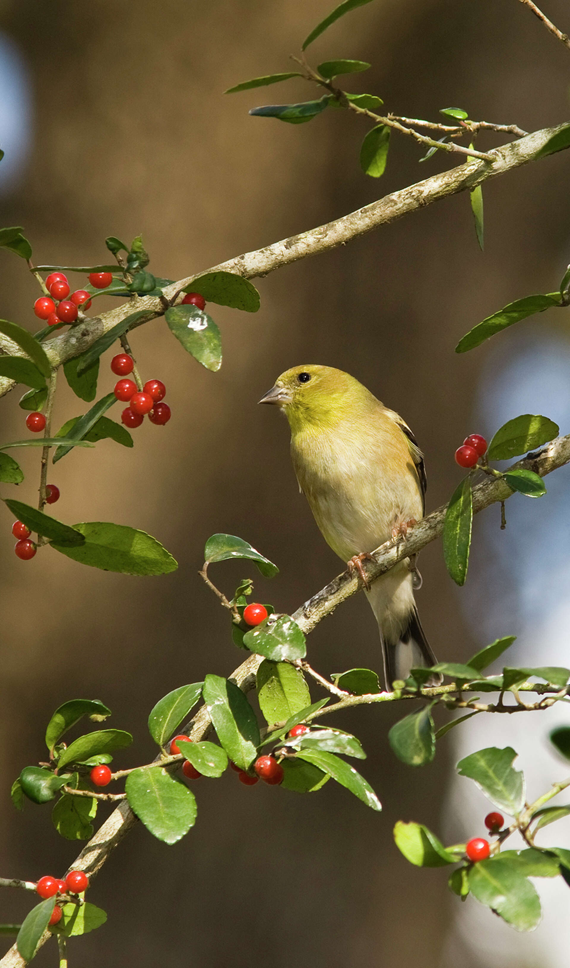How to spot American goldfinches around Houston birdfeeders