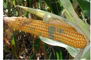 Climate change prompts increase in toxic corn fungus