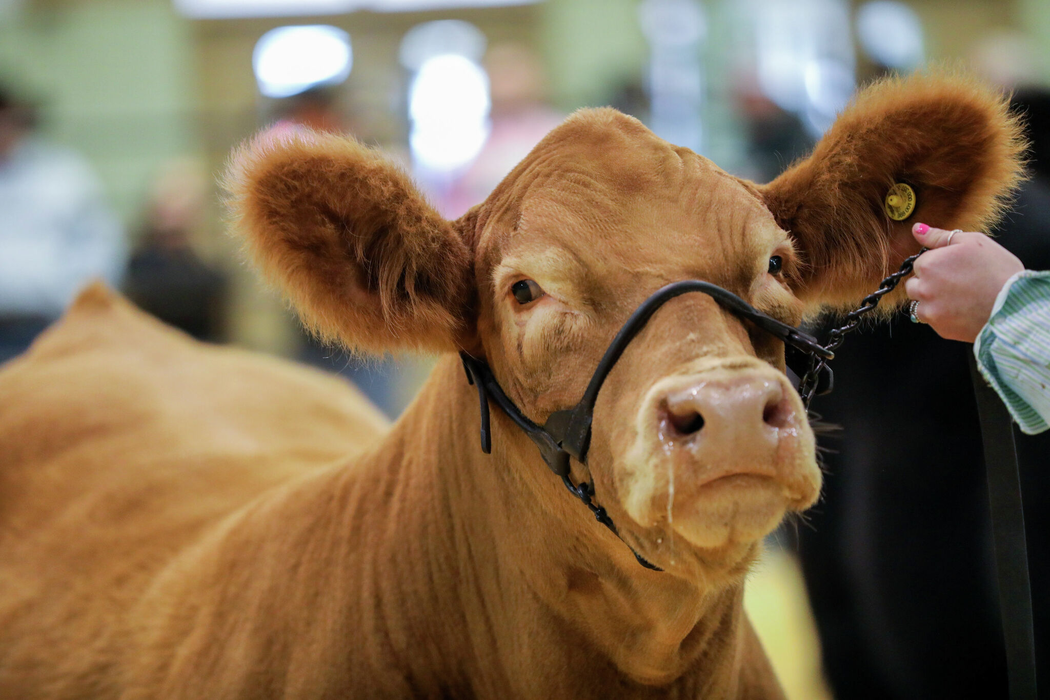 Hale County Stock Show results