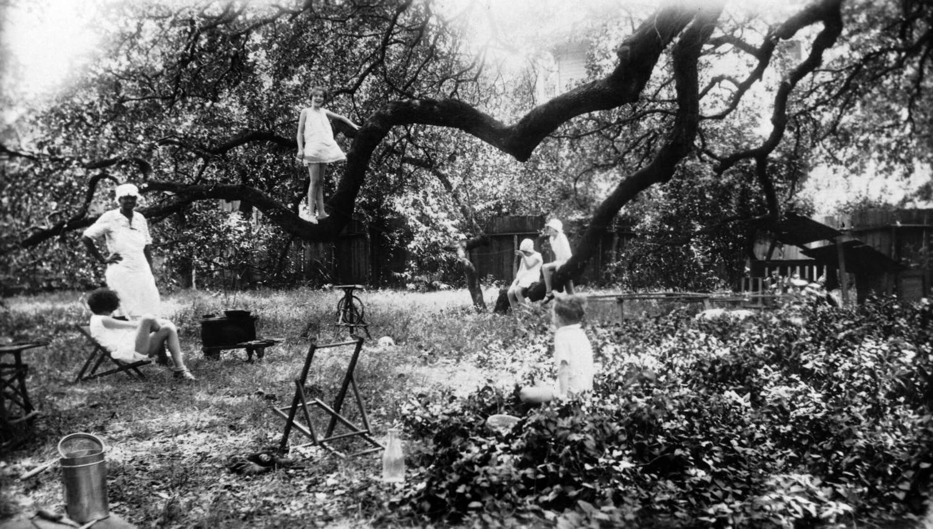 Mighty Treaty Oak survives poisoning attack by drifter