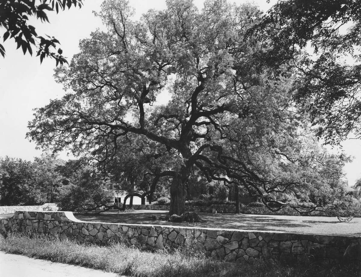Mighty Treaty Oak survives poisoning attack by drifter