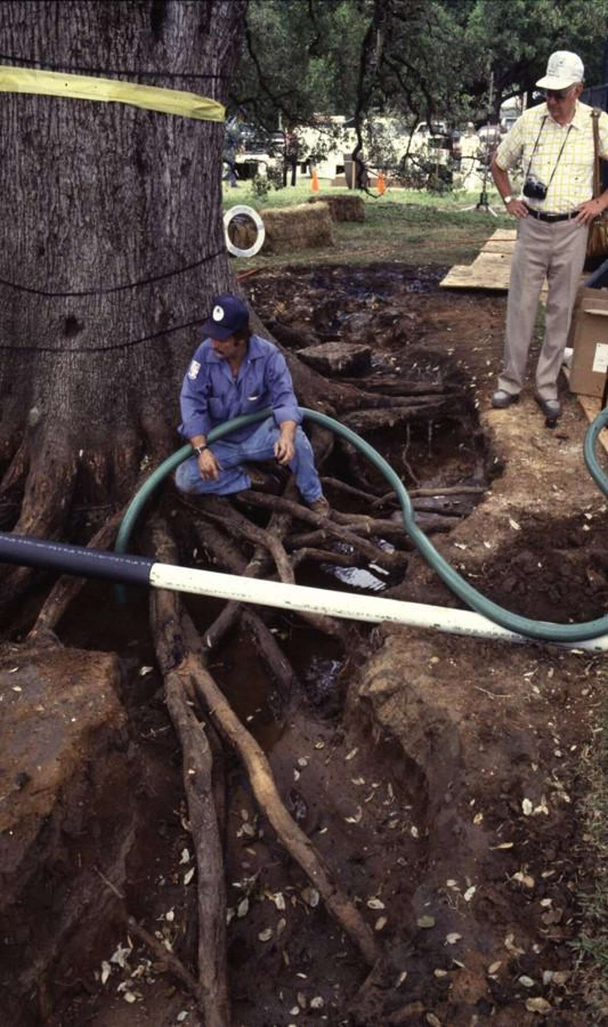 Mighty Treaty Oak survives poisoning attack by drifter