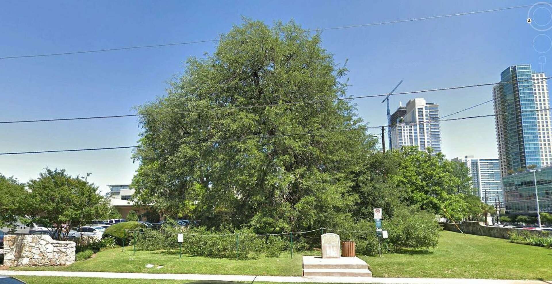 Mighty Treaty Oak survives poisoning attack by drifter