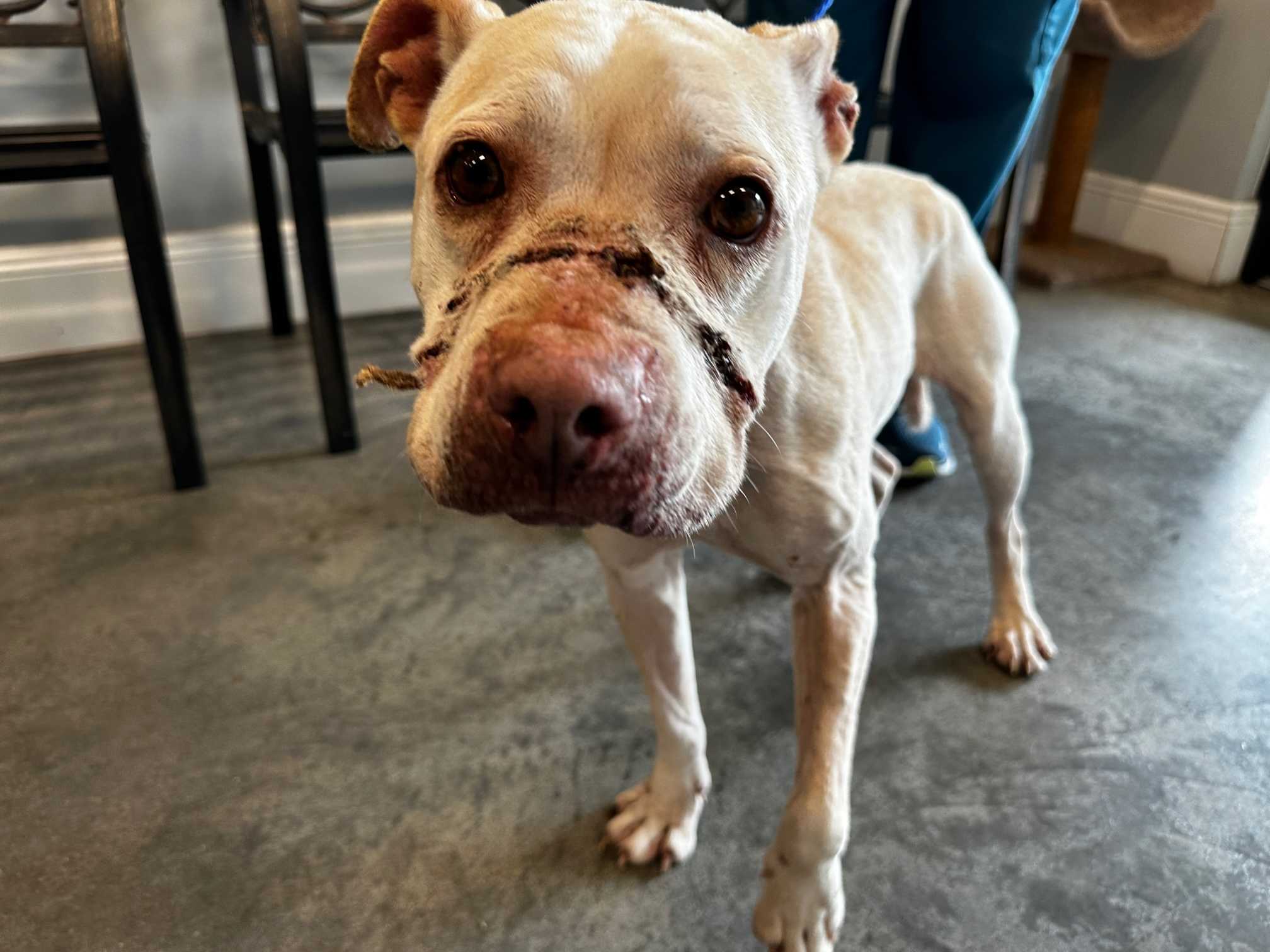 This dog went through an extreme animal abuse situation. Here is how ...