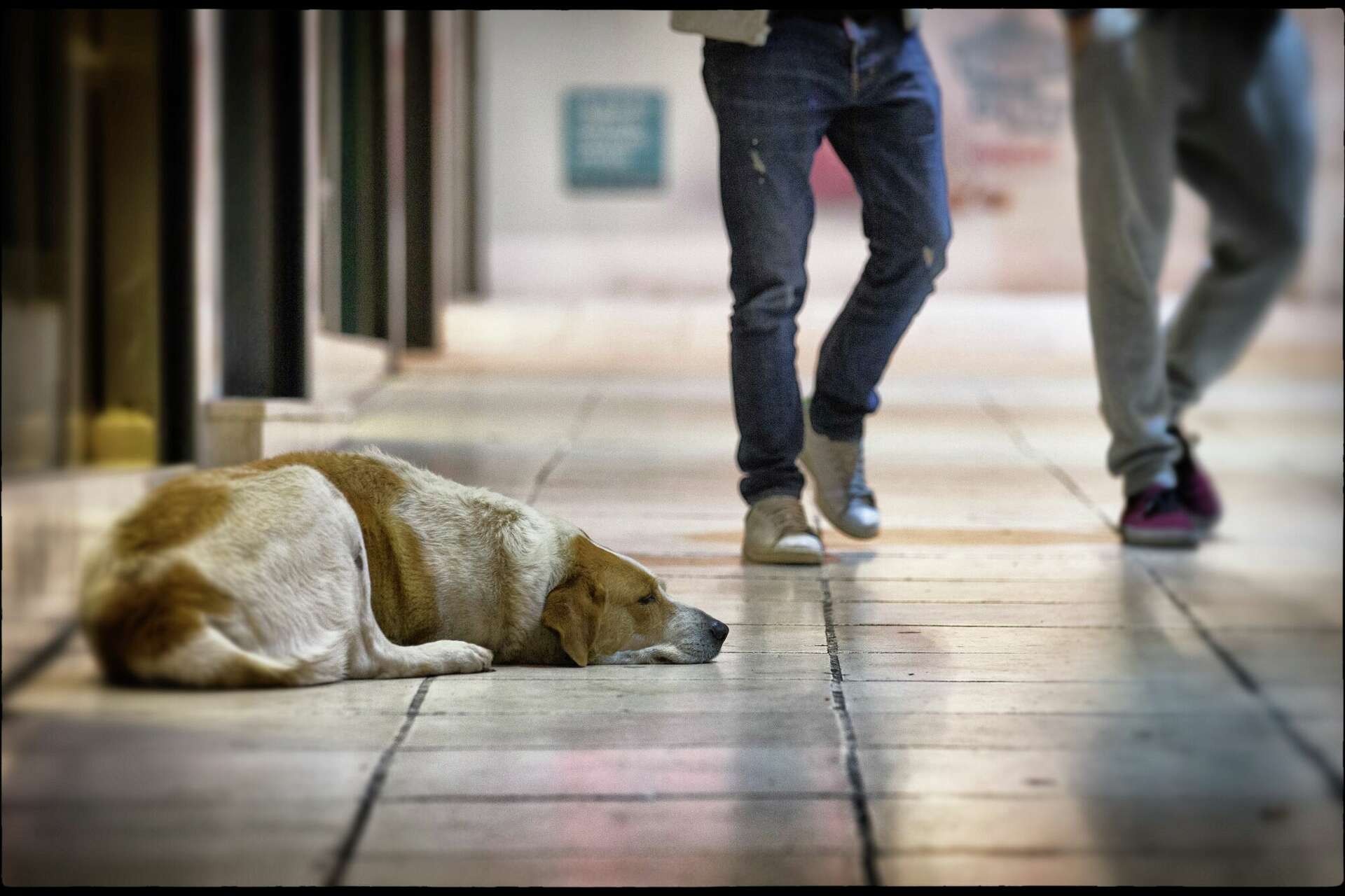 How to report stray dogs in San Antonio neighborhoods