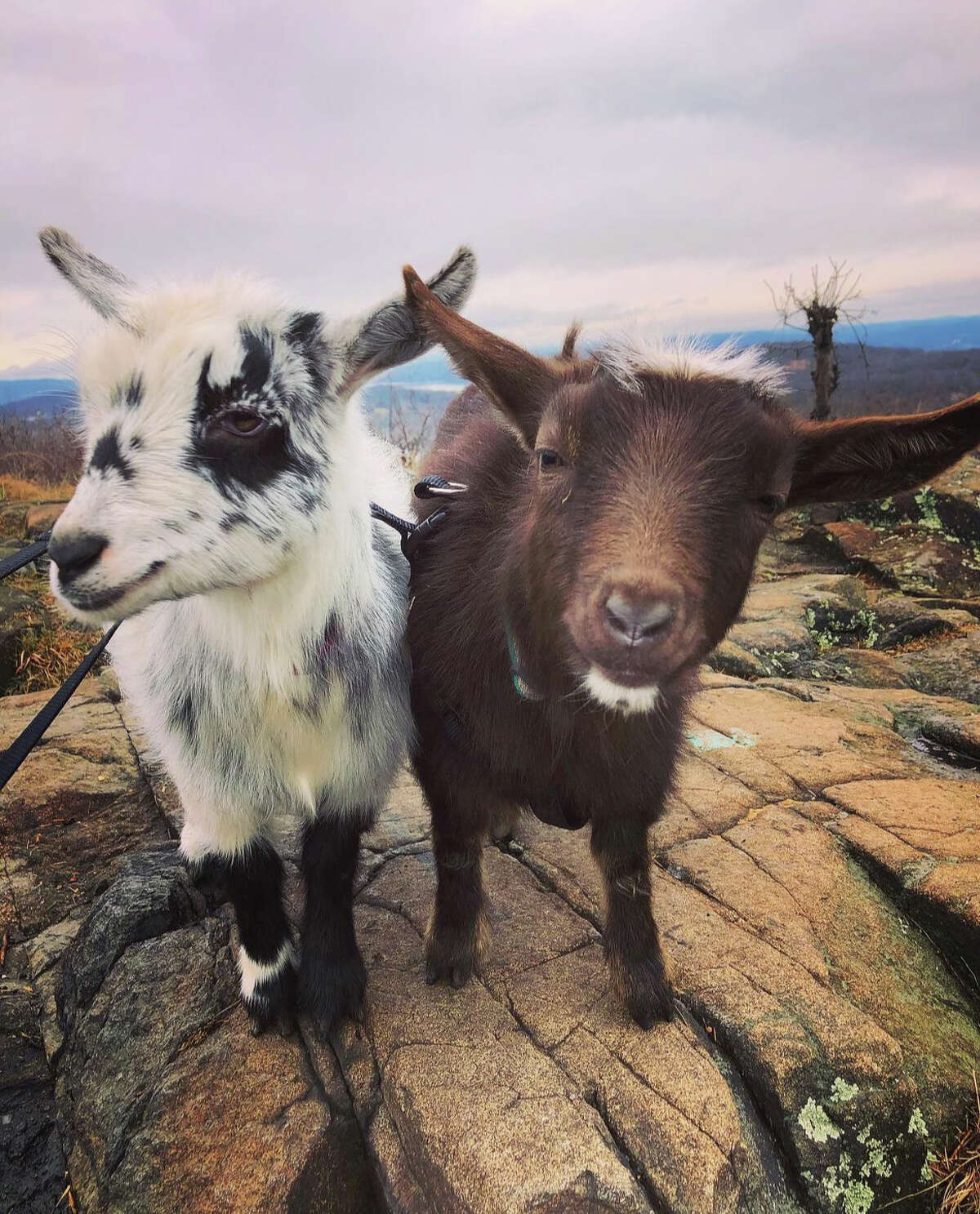 Summit School hiking goats spread joy in Hudson Valley