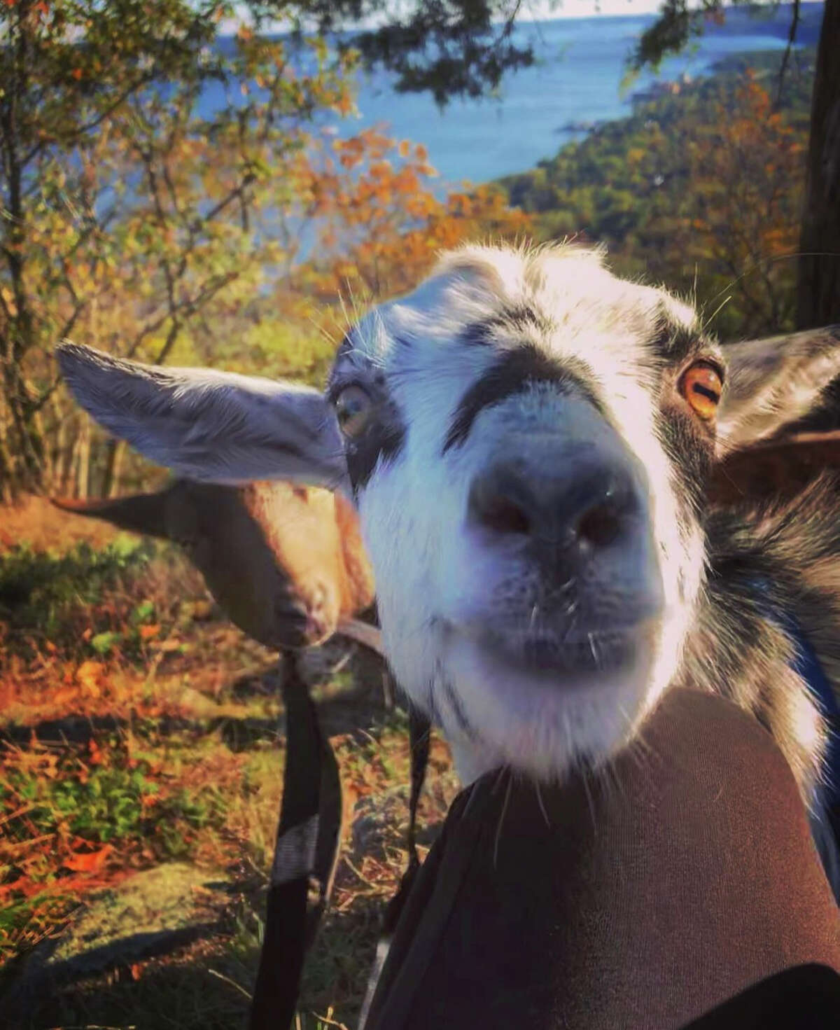 Summit School hiking goats spread joy in Hudson Valley
