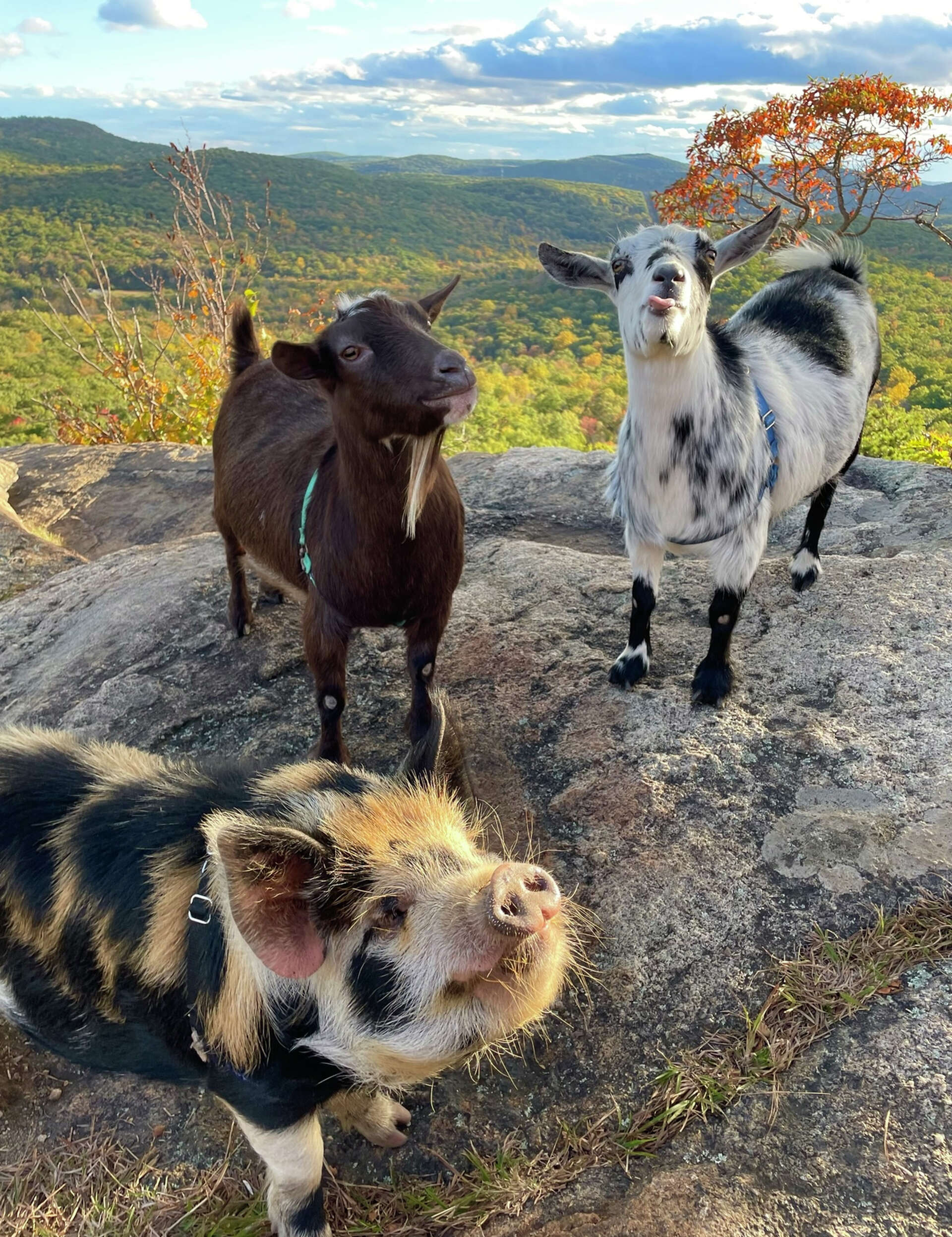 Summit School hiking goats spread joy in Hudson Valley