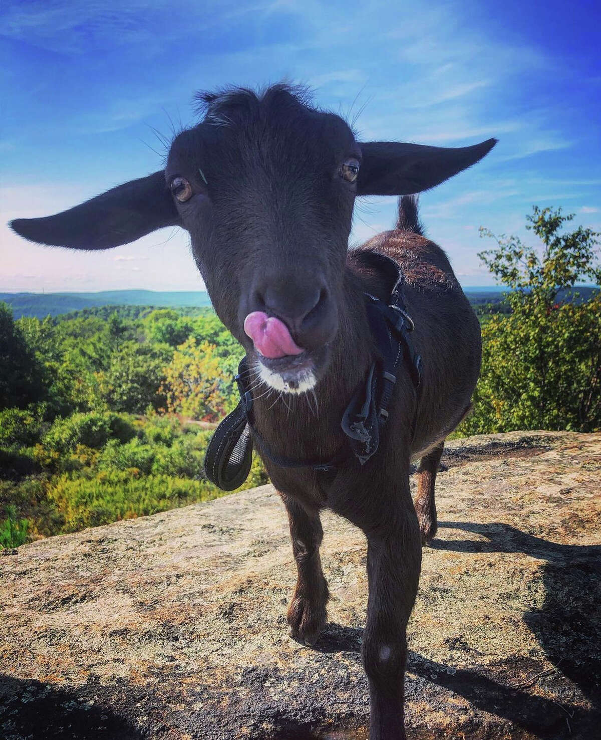 Summit School hiking goats spread joy in Hudson Valley