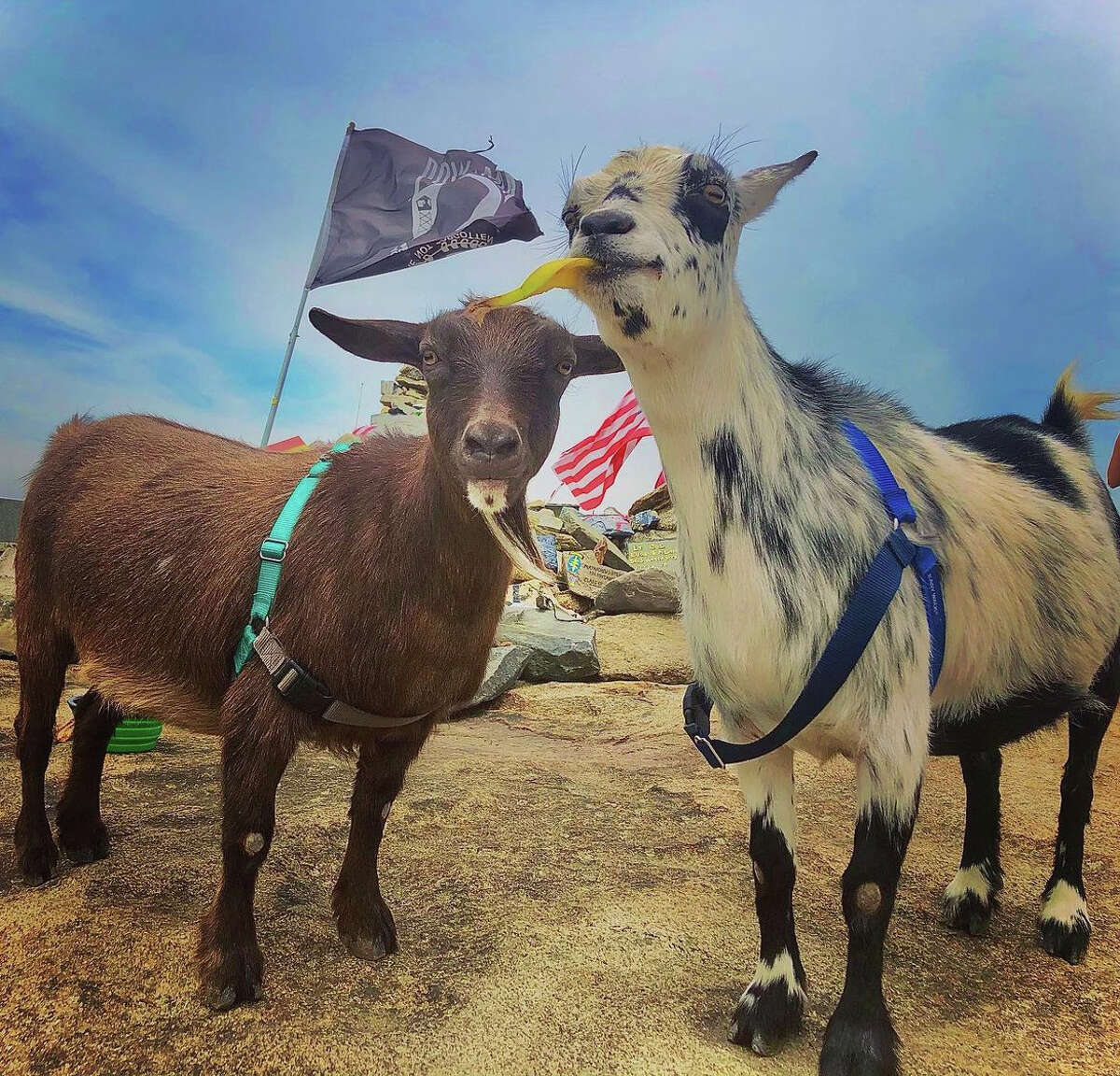 Summit School hiking goats spread joy in Hudson Valley