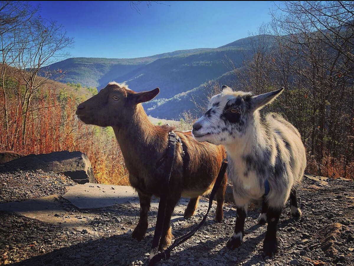Summit School hiking goats spread joy in Hudson Valley