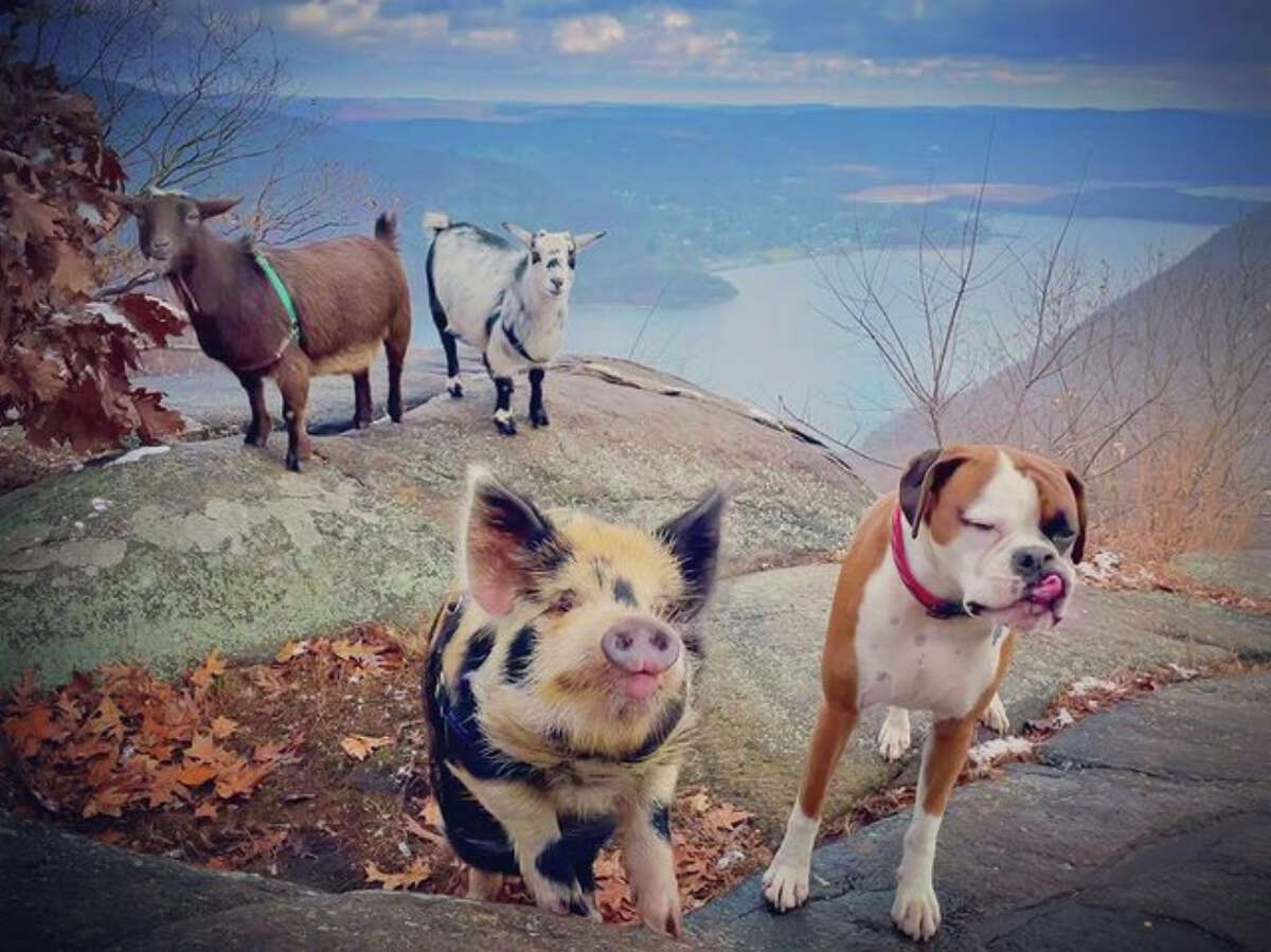Summit School hiking goats spread joy in Hudson Valley