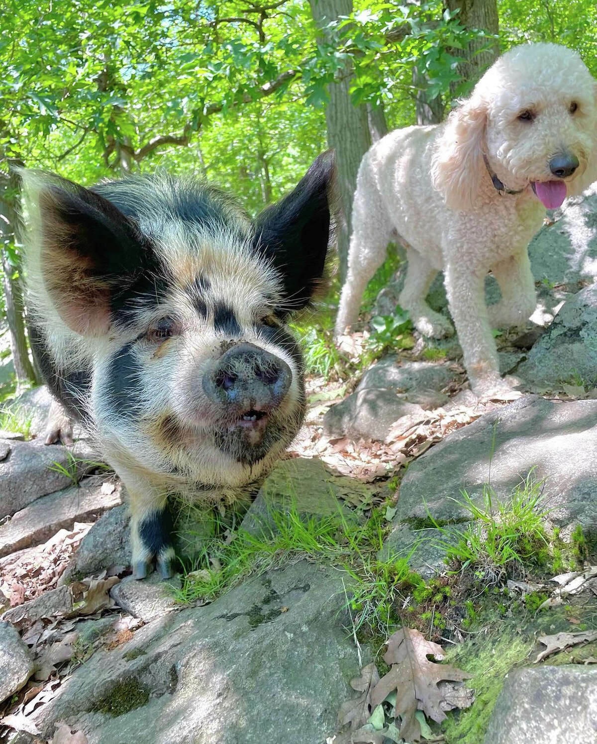 Summit School hiking goats spread joy in Hudson Valley